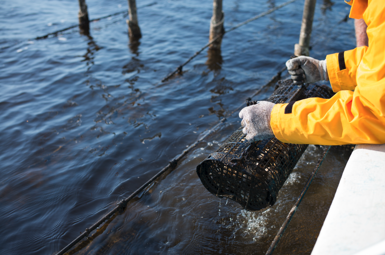 Restoring Reefs, Protecting Our Coast: How WEI’s Oyster Project is ...